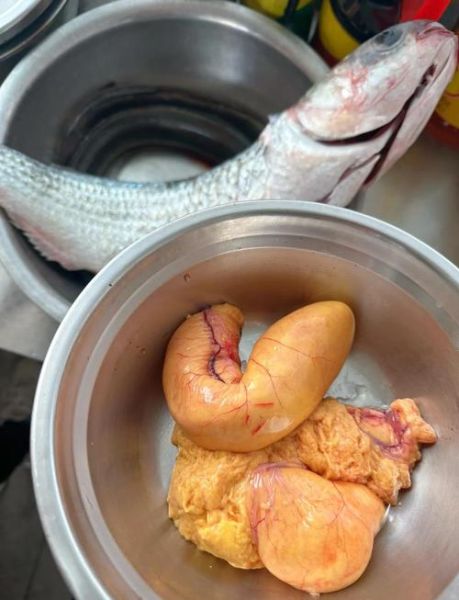 乌鱼产子真的会失明吗_乌鱼繁殖期眼睛变化真相-第1张图片-山城妙识