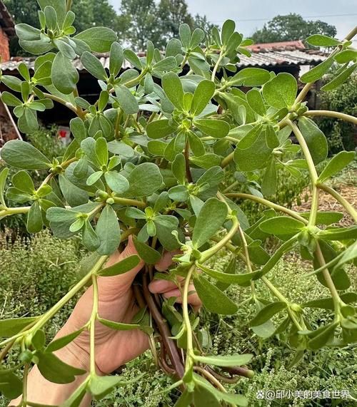 农村100种野菜图片_哪些能吃-第1张图片-山城妙识