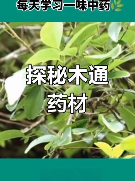 木通的功效与作用_木通的副作用有哪些-第3张图片-山城妙识