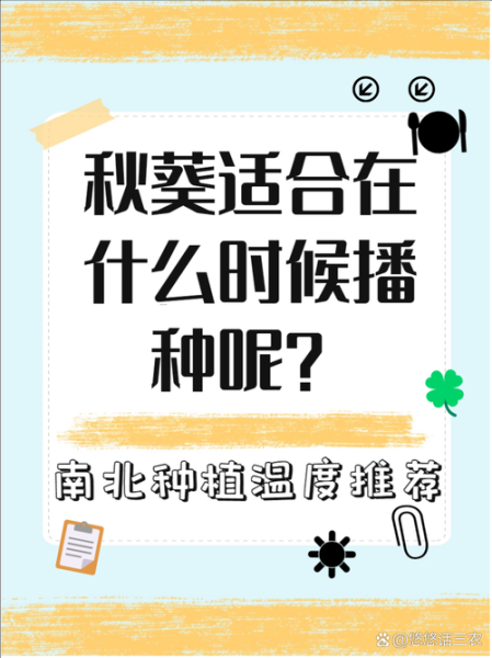 秋葵什么时候播种最好_秋葵种植技术与管理-第1张图片-山城妙识