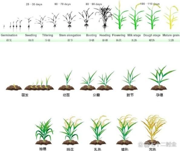 水稻是什么_水稻的生长周期-第2张图片-山城妙识