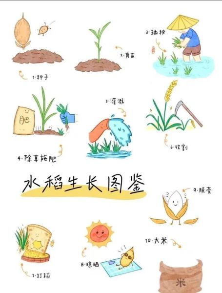 水稻是什么_水稻的生长周期-第3张图片-山城妙识