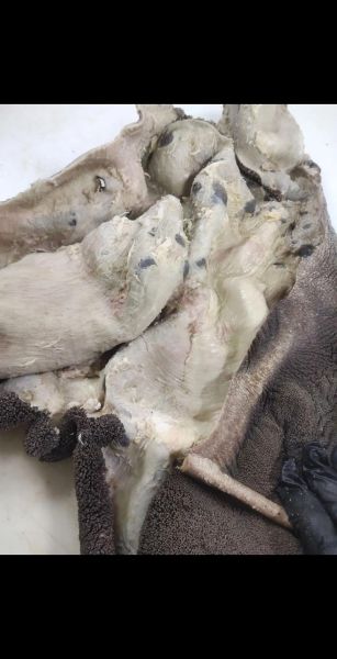 生牛肚怎么煮_熟牛肚多久能软烂-第2张图片-山城妙识