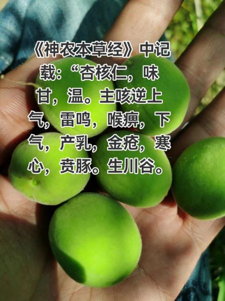 白杏仁的功效与作用_白杏仁怎么吃最养肺-第2张图片-山城妙识 白杏仁的功效与作用_白杏仁怎么吃最养肺-第2张图片-山城妙识