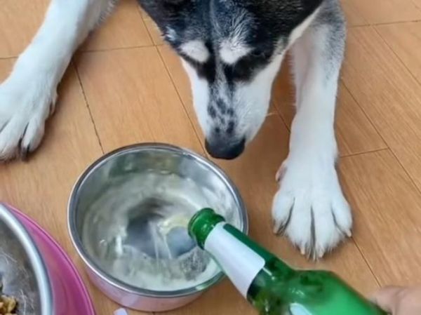 味精加啤酒有什么反应_喝了会怎样-第3张图片-山城妙识