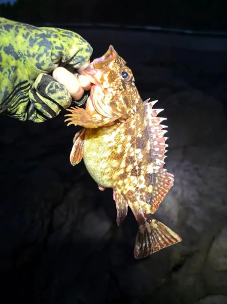 石九公鱼怎么钓_石九公鱼多少钱一斤-第1张图片-山城妙识