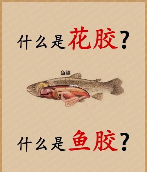 鱼肚是什么东西_鱼肚和花胶的区别-第3张图片-山城妙识