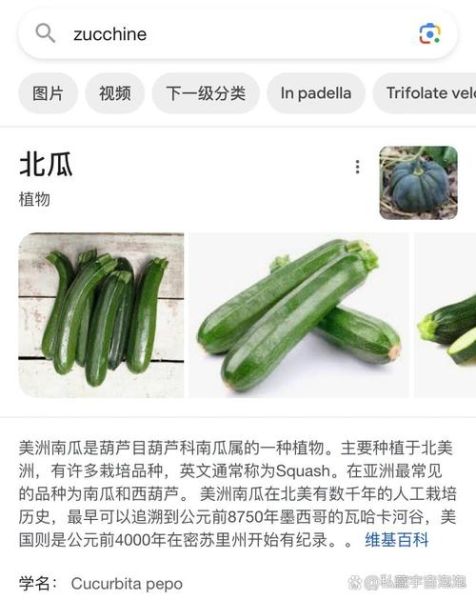 北瓜的营养价值有哪些_北瓜图片怎么识别真假-第2张图片-山城妙识