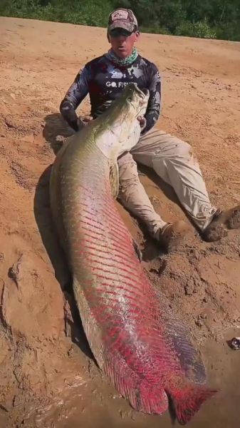 中国最大的淡水鱼是什么_能长多大-第1张图片-山城妙识 中国最大的淡水鱼是什么_能长多大-第1张图片-山城妙识