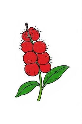 杨梅卡通图片怎么画_杨梅简笔画教程-第1张图片-山城妙识