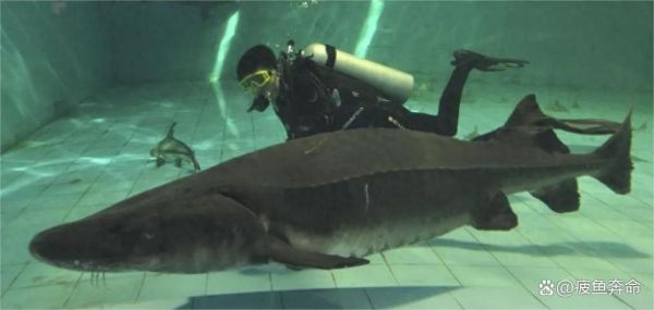 中国最大的淡水鱼是什么_能长多大-第2张图片-山城妙识 中国最大的淡水鱼是什么_能长多大-第2张图片-山城妙识