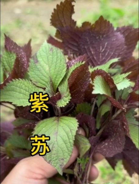 紫苏价格多少钱一斤_紫苏批发价和零售价区别-第2张图片-山城妙识