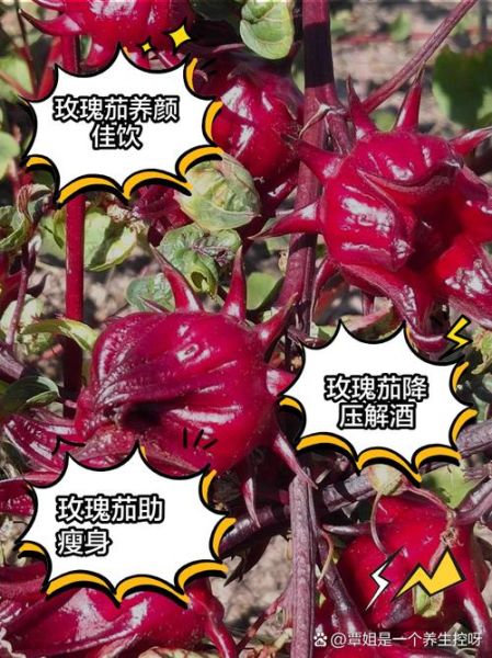 玫瑰茄的功效与作用及食用方法_玫瑰茄怎么泡水喝-第3张图片-山城妙识