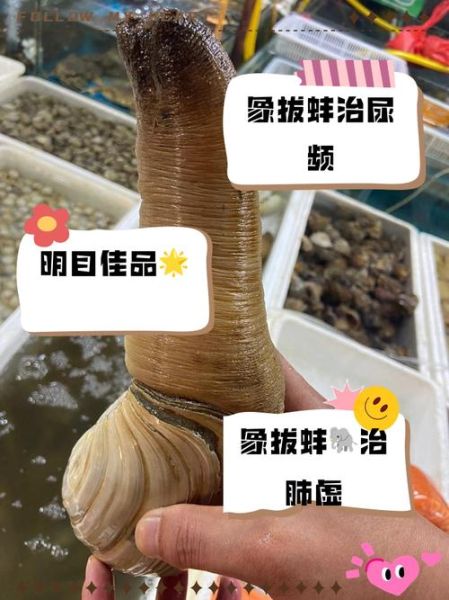 象拔蚌的功效与禁忌_什么人不能吃-第3张图片-山城妙识