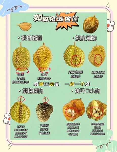 榴莲怎么吃不臭_榴莲不臭的吃法-第1张图片-山城妙识