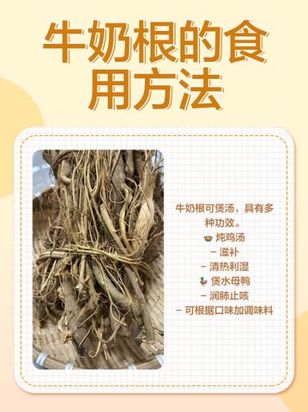 牛奶树根煲什么汤最好_牛奶树根搭配什么食材-第1张图片-山城妙识