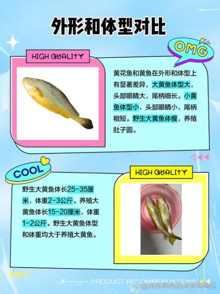 黄鱼和黄花鱼有什么区别_如何一眼分辨-第2张图片-山城妙识
