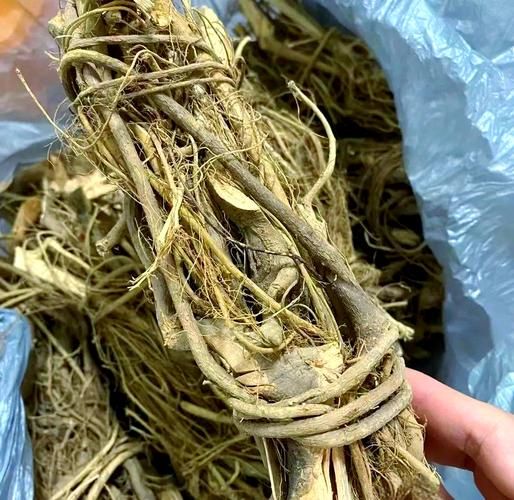 牛奶树根煲什么汤最好_牛奶树根搭配什么食材-第2张图片-山城妙识