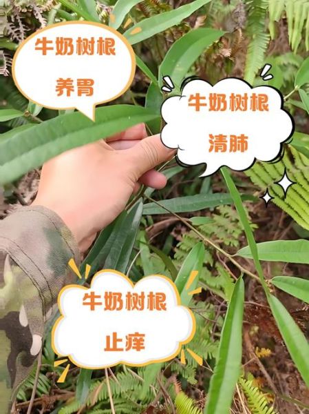 牛奶树根煲什么汤最好_牛奶树根搭配什么食材-第3张图片-山城妙识