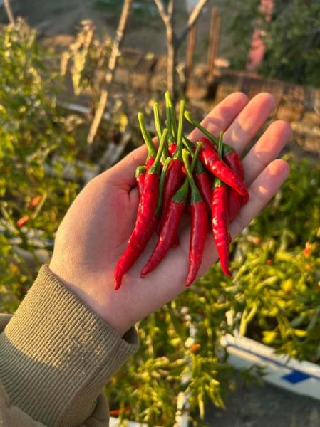 菠萝手机12个摄像头值得买吗_拍照效果怎么样-第3张图片-山城妙识