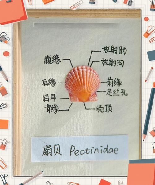 扇贝什么地方不能吃_图解部位-第2张图片-山城妙识