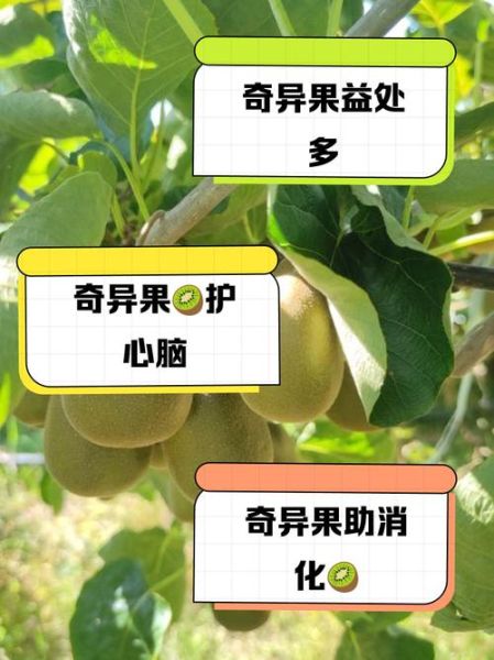 奇异果的功效与作用_奇异果可以美白吗-第1张图片-山城妙识 奇异果的功效与作用_奇异果可以美白吗-第1张图片-山城妙识