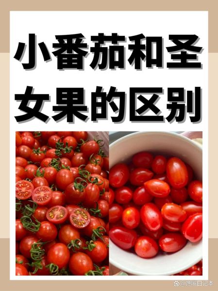 圣女果和西红柿的区别_哪个更营养-第1张图片-山城妙识