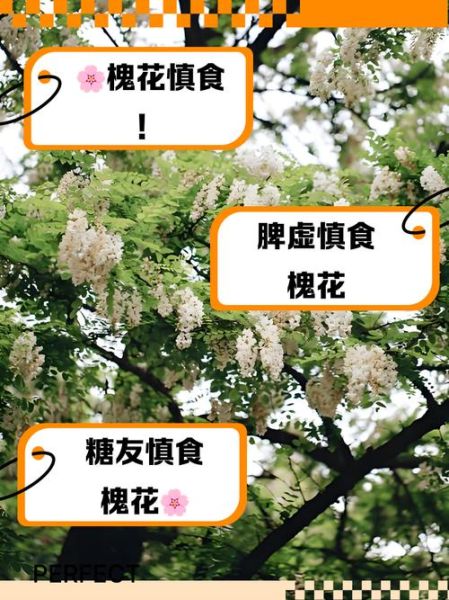 国槐花为什么不能吃_国槐花和洋槐花的区别-第2张图片-山城妙识