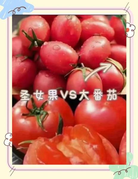 圣女果和西红柿的区别_哪个更营养-第2张图片-山城妙识