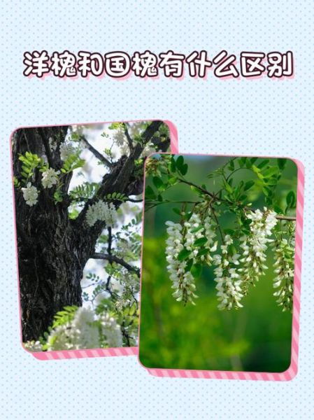 国槐花为什么不能吃_国槐花和洋槐花的区别-第1张图片-山城妙识