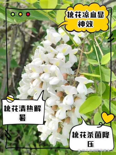 国槐花为什么不能吃_国槐花和洋槐花的区别-第3张图片-山城妙识