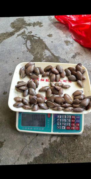 油螺的功效与作用_油螺怎么吃最补-第2张图片-山城妙识