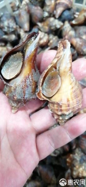 油螺的功效与作用_油螺怎么吃最补-第3张图片-山城妙识