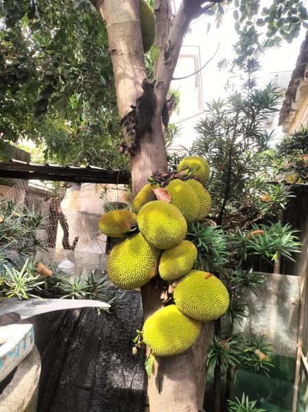 水果沙拉树存在吗_水果沙拉树是真的吗-第1张图片-山城妙识 水果沙拉树存在吗_水果沙拉树是真的吗-第1张图片-山城妙识