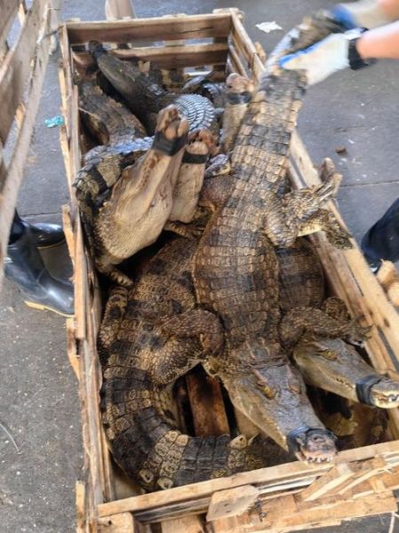 鳄鱼养殖成本_鳄鱼养殖利润-第1张图片-山城妙识 鳄鱼养殖成本_鳄鱼养殖利润-第1张图片-山城妙识