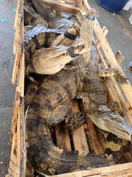 鳄鱼养殖成本_鳄鱼养殖利润-第2张图片-山城妙识 鳄鱼养殖成本_鳄鱼养殖利润-第2张图片-山城妙识