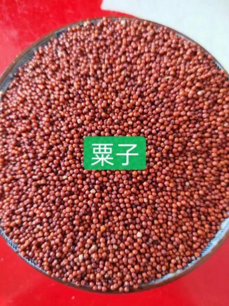 粟米粉怎么做_粟米粉做法大全-第1张图片-山城妙识 粟米粉怎么做_粟米粉做法大全-第1张图片-山城妙识