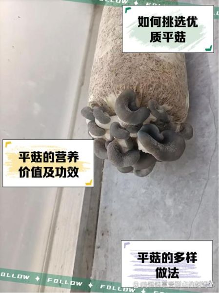 平菇菌种多少钱一袋_平菇菌种价格影响因素-第2张图片-山城妙识 平菇菌种多少钱一袋_平菇菌种价格影响因素-第2张图片-山城妙识