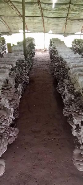 平菇菌种多少钱一袋_平菇菌种价格影响因素-第3张图片-山城妙识 平菇菌种多少钱一袋_平菇菌种价格影响因素-第3张图片-山城妙识