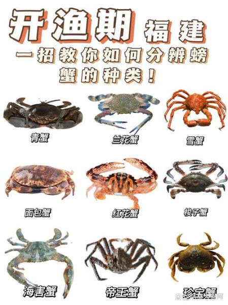 毛蟹怎么挑选_毛蟹图片怎么看公母-第1张图片-山城妙识