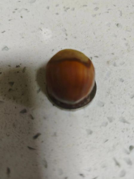 新鲜榛子怎么保存_新鲜榛子多少钱一斤-第2张图片-山城妙识