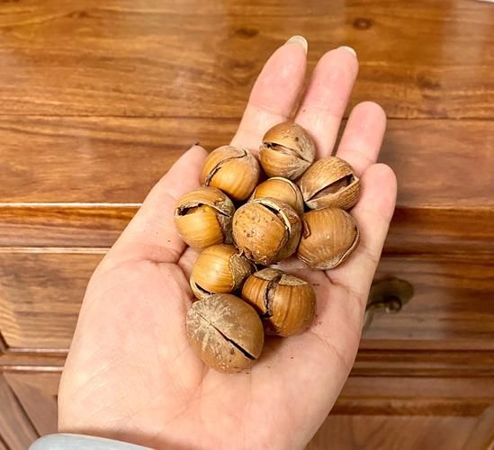 新鲜榛子怎么保存_新鲜榛子多少钱一斤-第3张图片-山城妙识