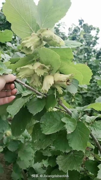 新鲜榛子怎么保存_新鲜榛子多少钱一斤-第1张图片-山城妙识