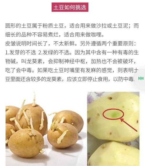 土豆发芽有什么毒素_吃了会中毒吗-第1张图片-山城妙识