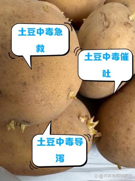 土豆发芽有什么毒素_吃了会中毒吗-第2张图片-山城妙识