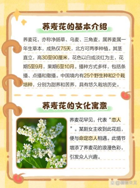 荞麦花什么时候开_荞麦花的花语是什么-第1张图片-山城妙识