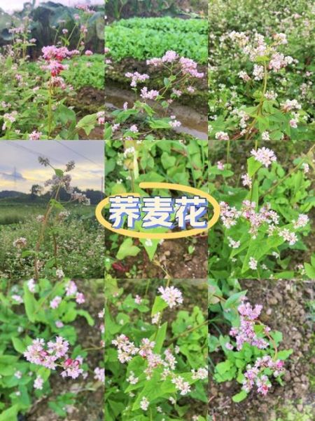 荞麦花什么时候开_荞麦花的花语是什么-第2张图片-山城妙识