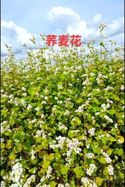 荞麦花什么时候开_荞麦花的花语是什么-第3张图片-山城妙识