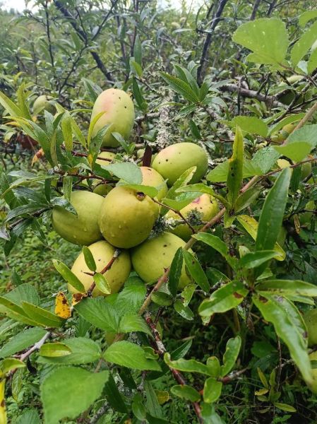 酸木瓜图片长什么样_酸木瓜的功效与作用有哪些-第2张图片-山城妙识