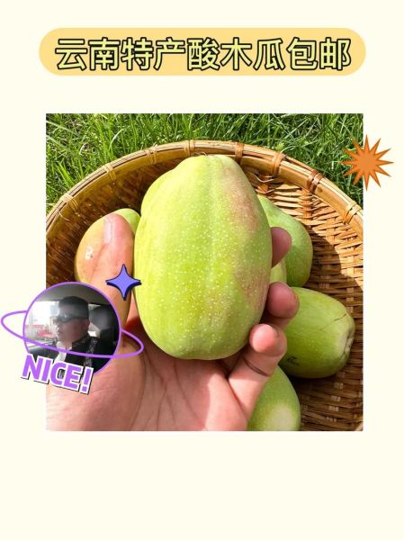 酸木瓜图片长什么样_酸木瓜的功效与作用有哪些-第3张图片-山城妙识